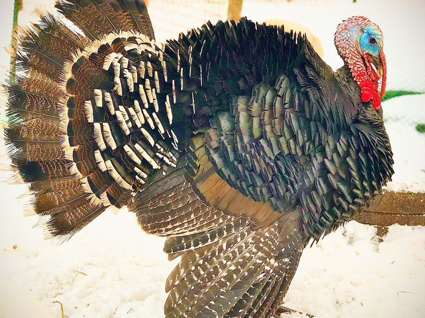 Индюк северокавказская бронза