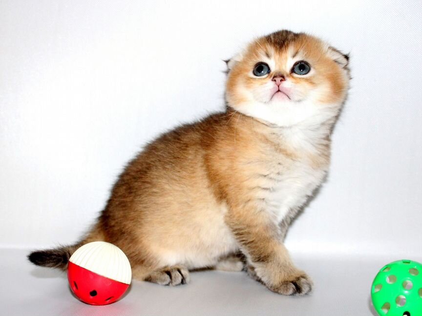 Шотландские золотые котята