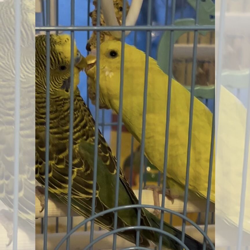 Волнистый попугай