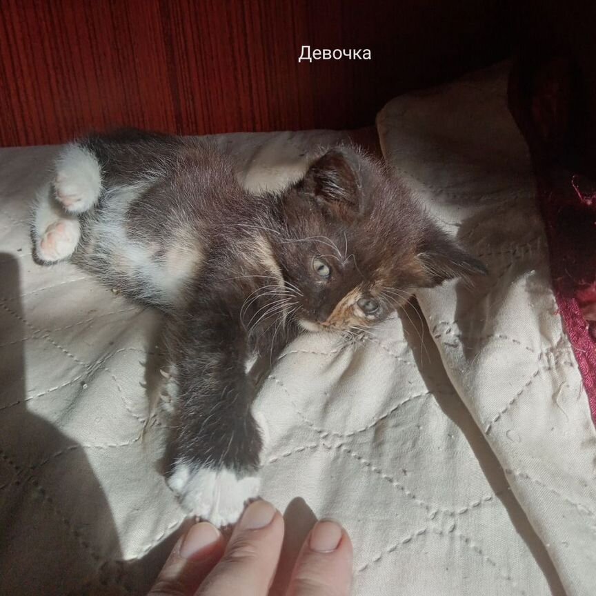 Котята в добрые руки бесплатно