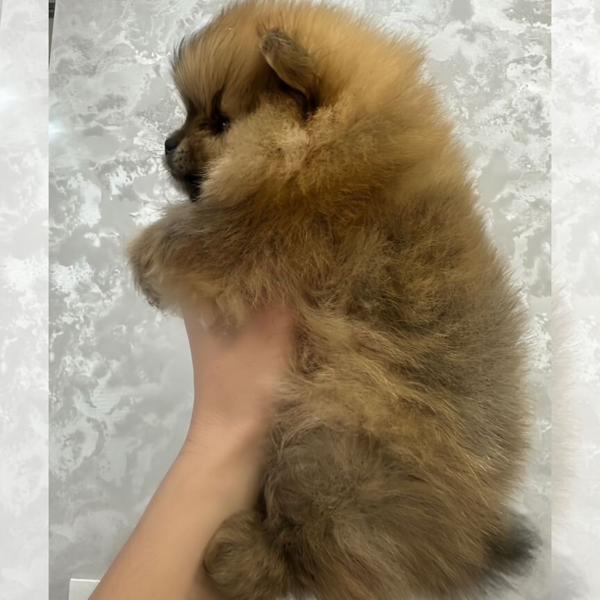 Померанский шпиц, щенок