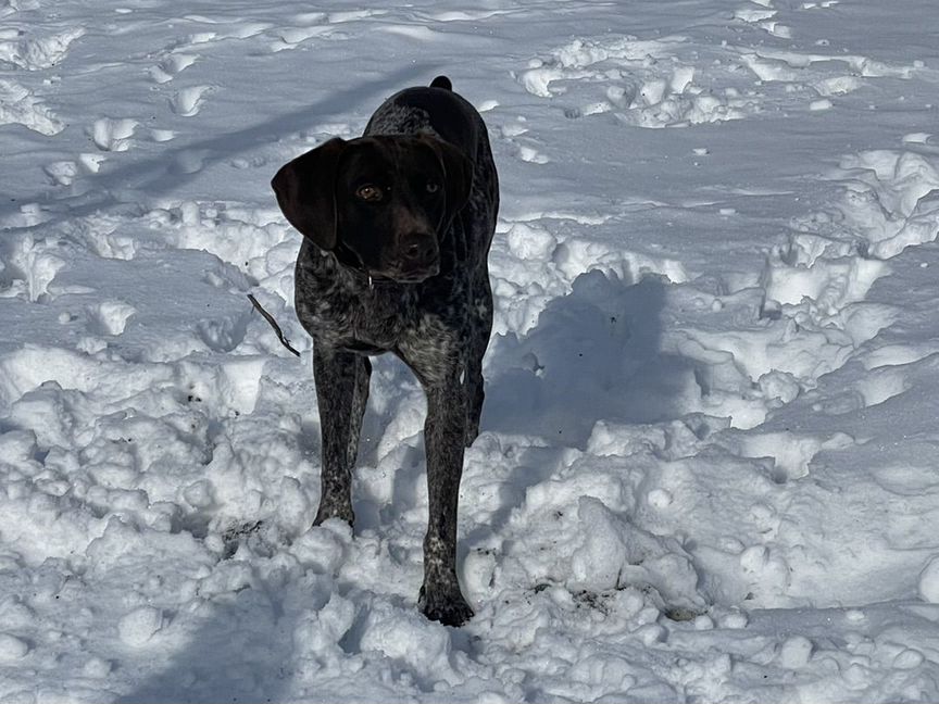 Отдам в добрые руки щенков