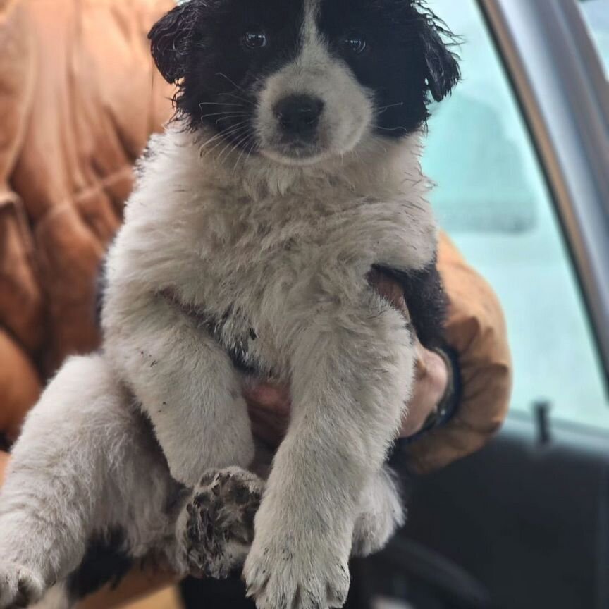 Щенки в добрые руки даром