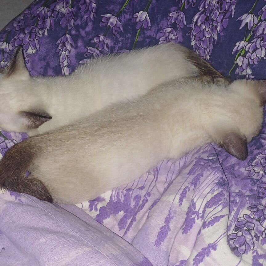 Тайские котята