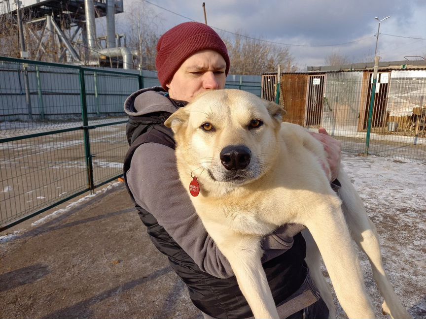 Красивая собака Снежка в добрые руки