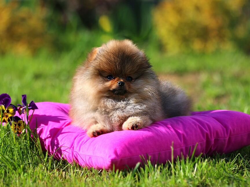 Померанский шпиц девочка