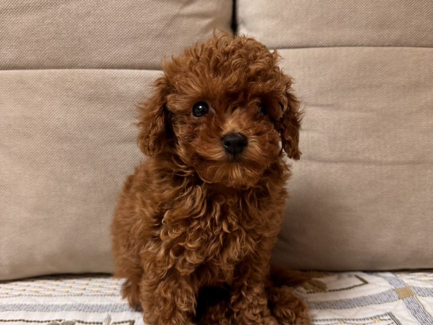 Той-пудель ред браун РКФ