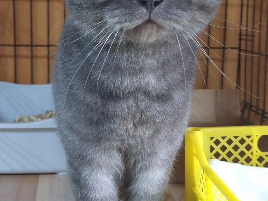 Кот