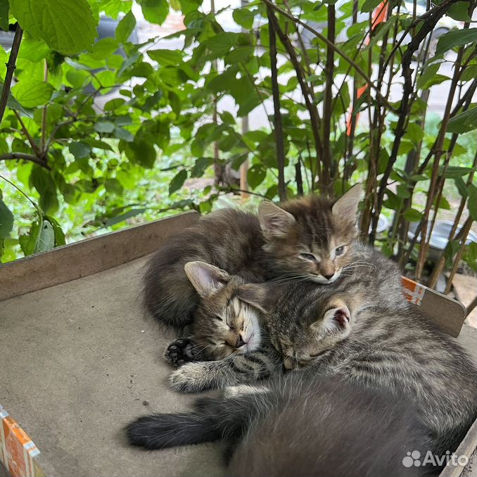 Потрясающие котята ищут дом