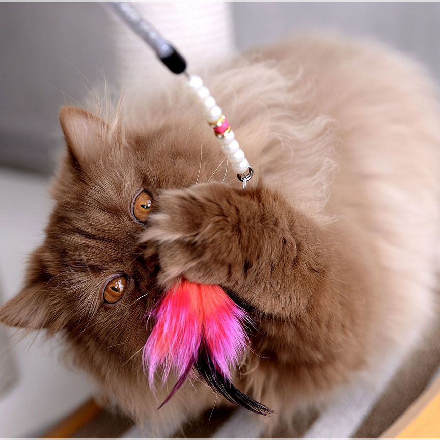 Британский длинношёрстный, взрослый кот