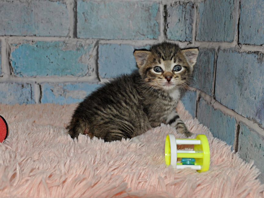 Котёнок 1,5 мес в добрые руки Мармелад