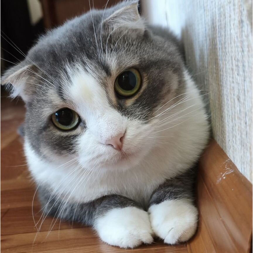 Взрослая, кошка в добрые руки