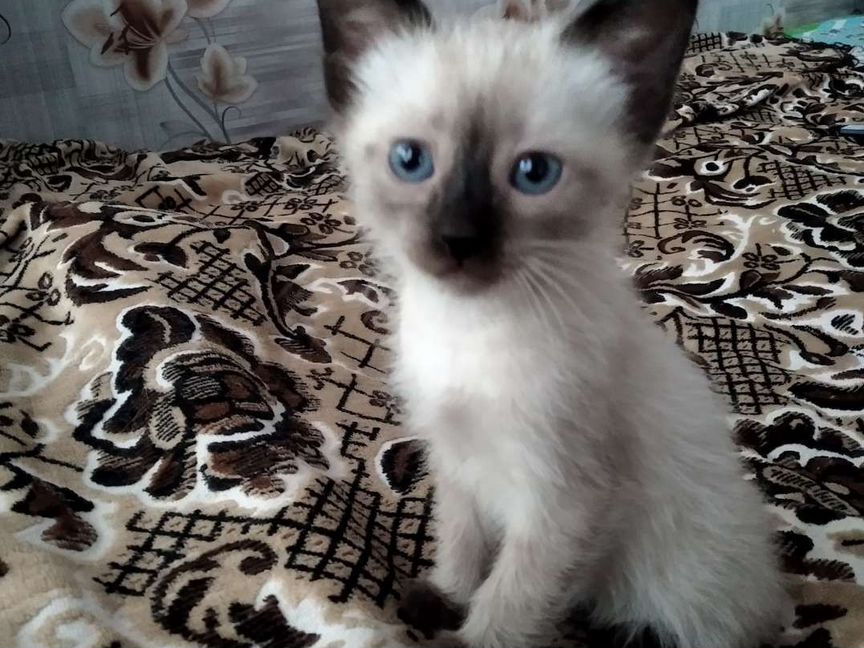 Сиамская кошечка