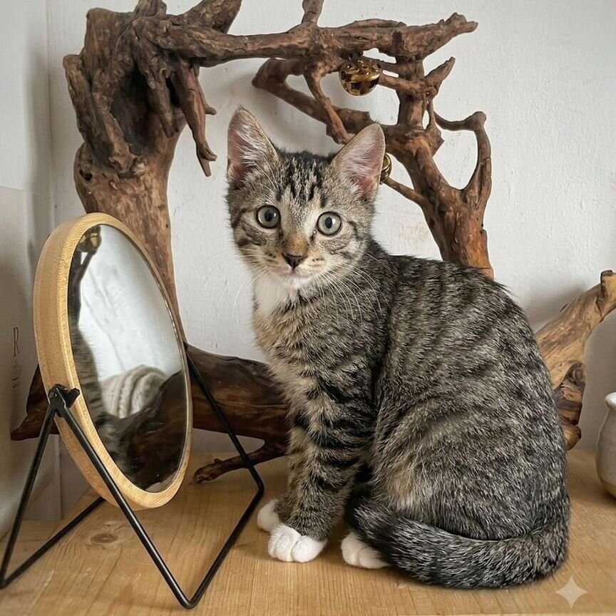 Котёнок в добрые руки