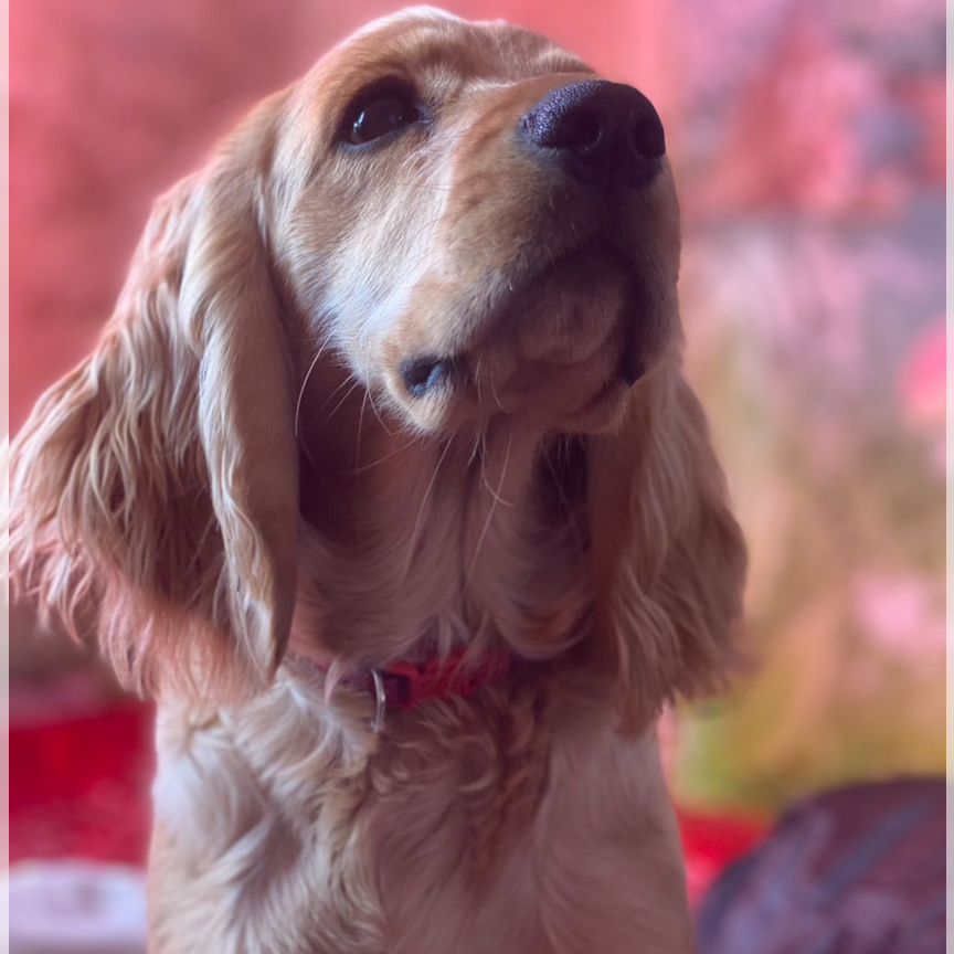 Кокер спаниель