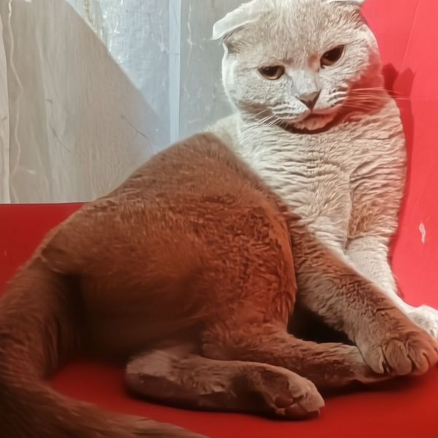 Британская короткошёрстная, взрослая кошка