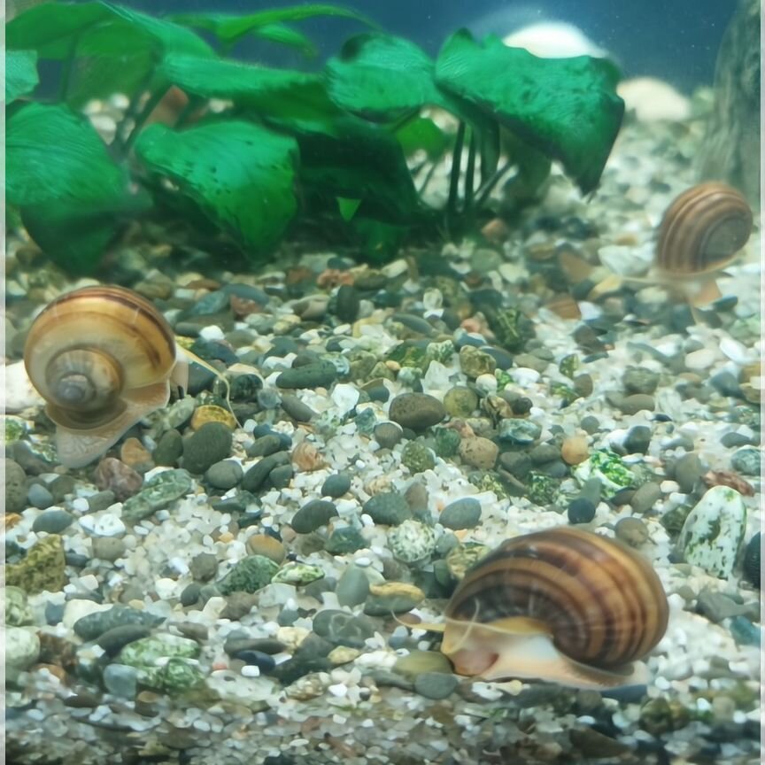 Улитки аквариумные ампулярии и хелена