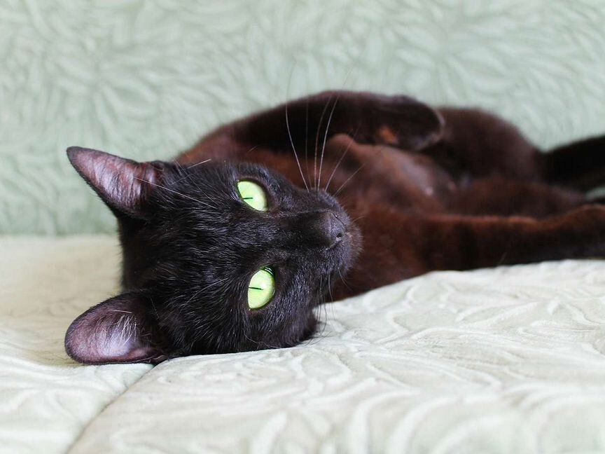 Шоколадная кошечка