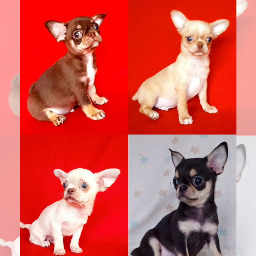 Чихуахуа, щенок