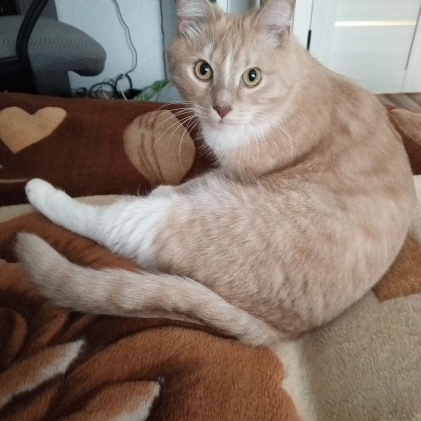 Отдам кота в добрые руки бесплатно