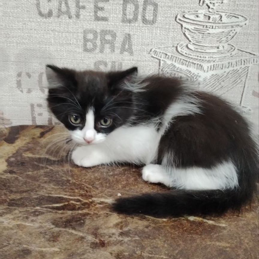 Котёнок в добрые руки