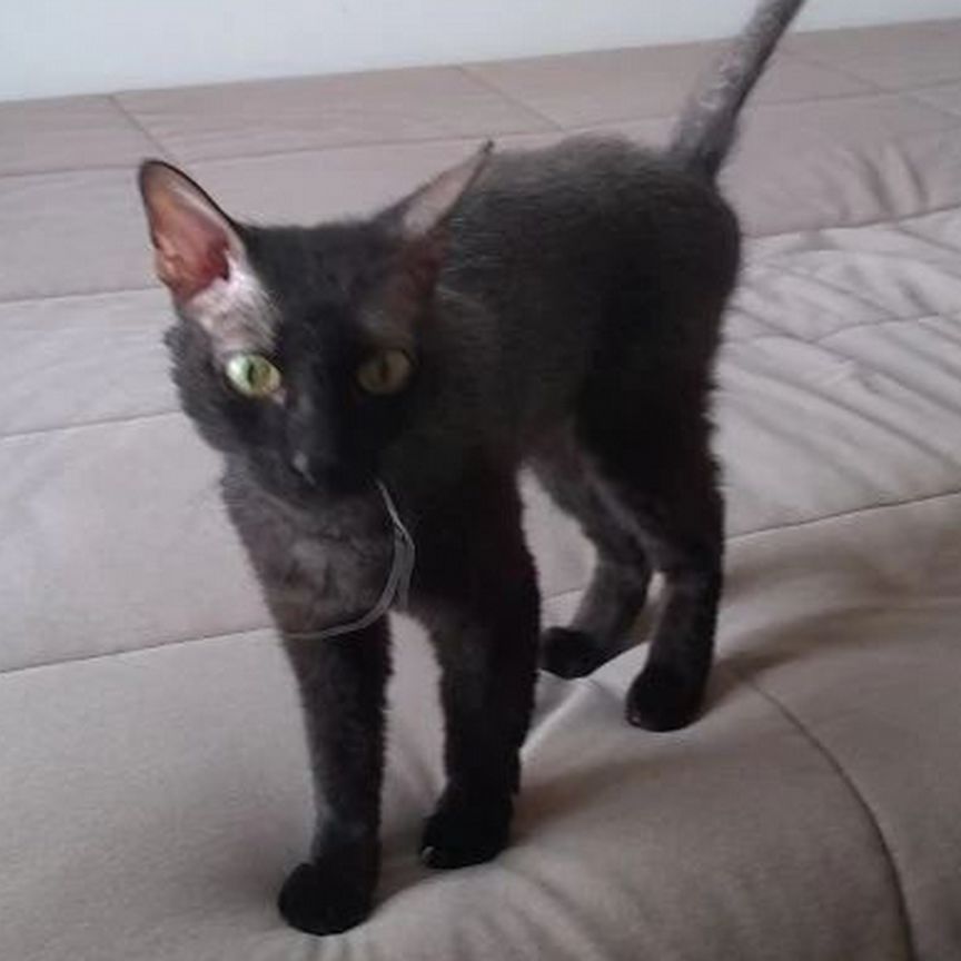 Канадский сфинкс, взрослая кошка