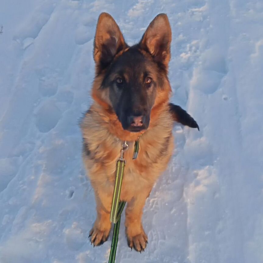 Немецкая овчарка, взрослый пёс