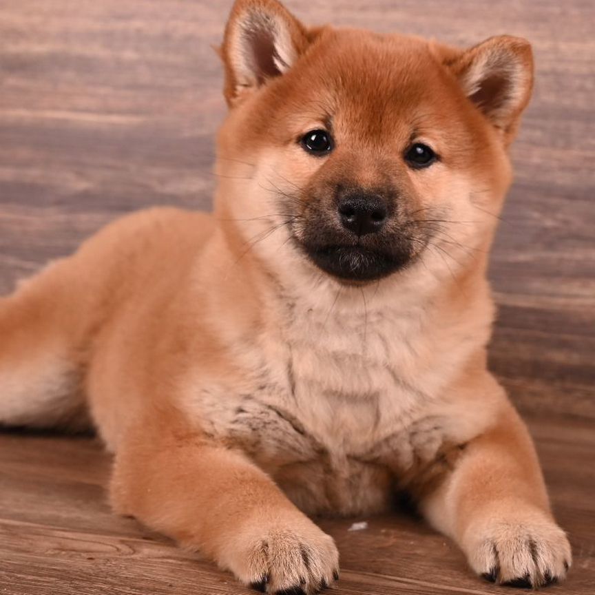 Малышка Сиба ину