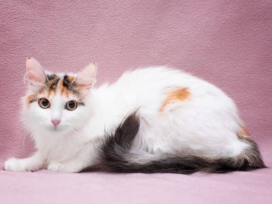 Красивейшая кошечка ищет дом.подарите семью