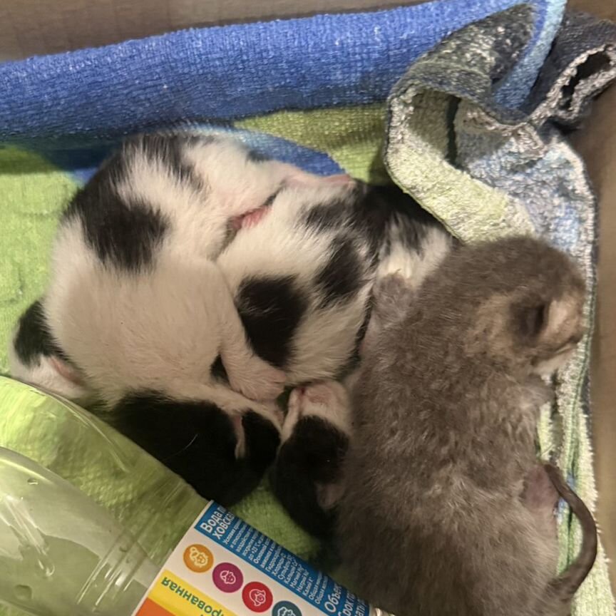 Новорожденные котята в добрые руки