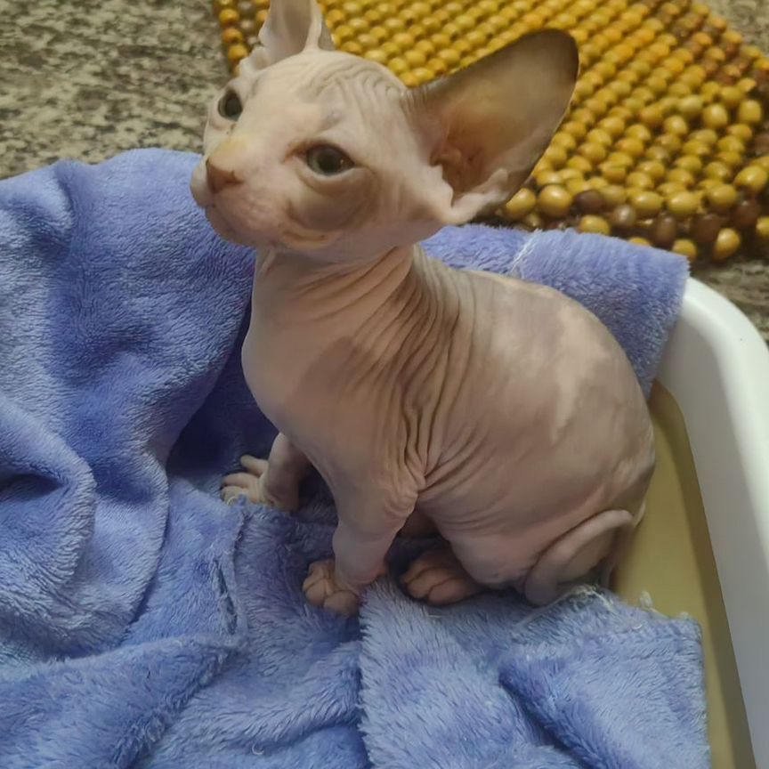 Канадский сфинкс котёнок