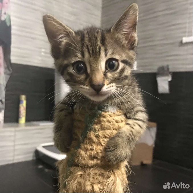 Котята бенгальские серебристые