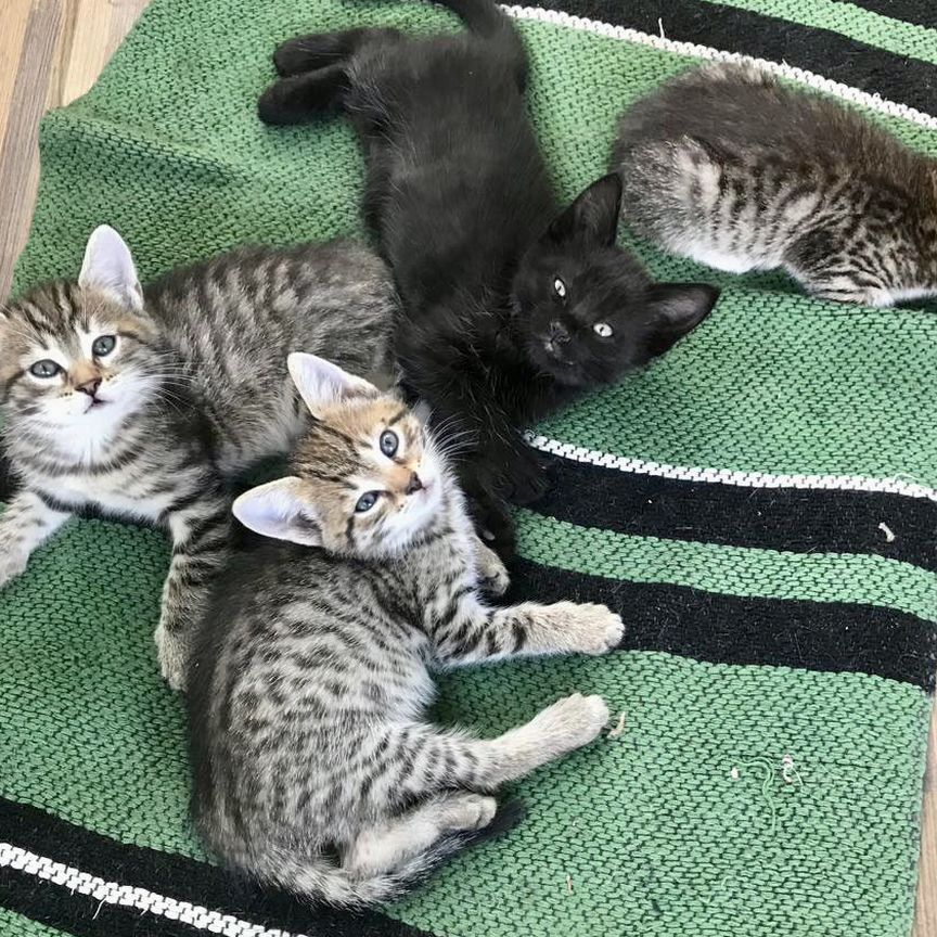 Котята бесплатно ищут хозяина