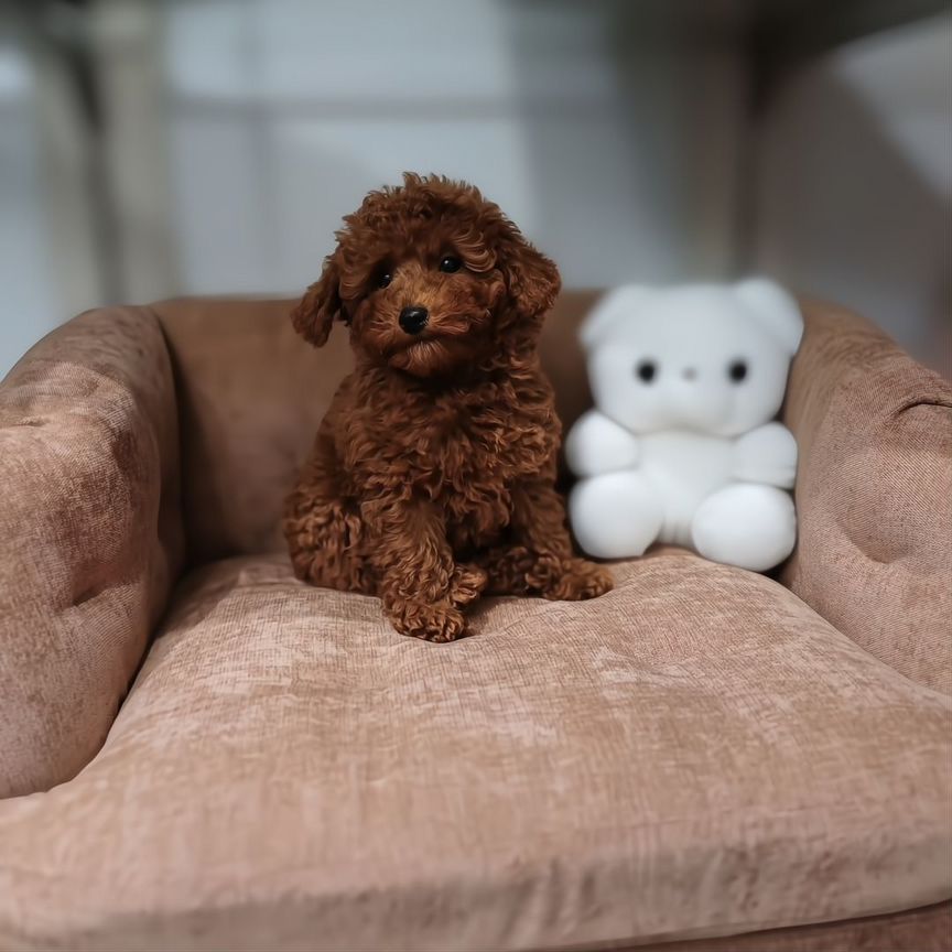 Той-пудель, щенок