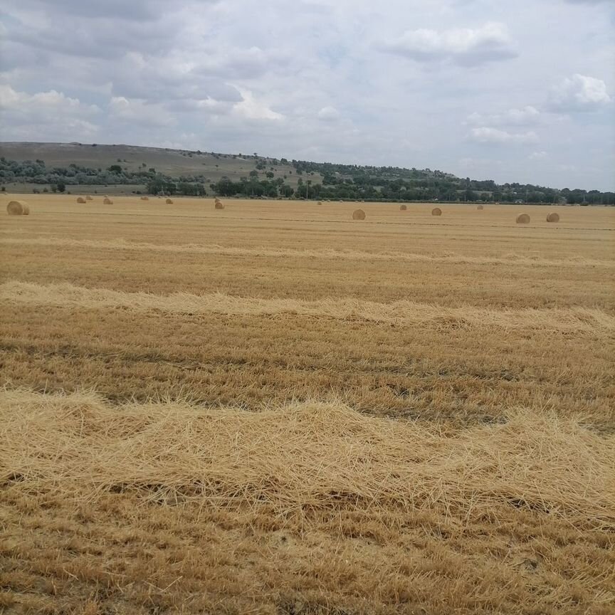 Солома ячменная, пшеничная, гороховая