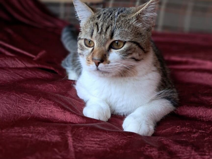 Котик в добрые руки