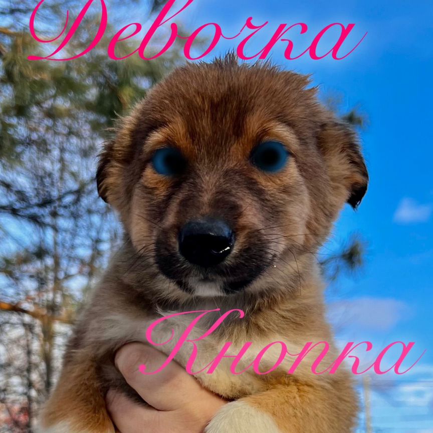 Спасенный щенок бесплатно