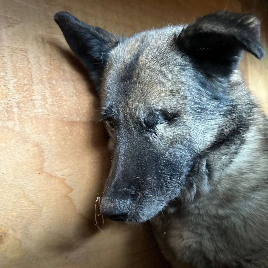 В добрые руки девочка Джорджи