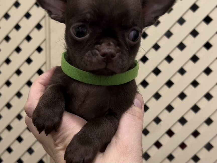 Чихуахуа шоколадные и диловые детки