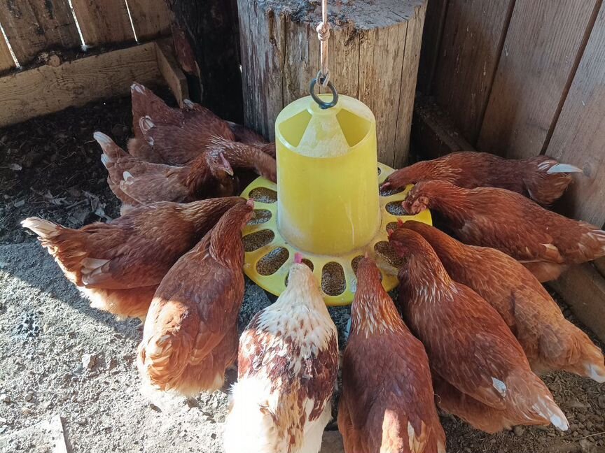 Курицы несушки домашние