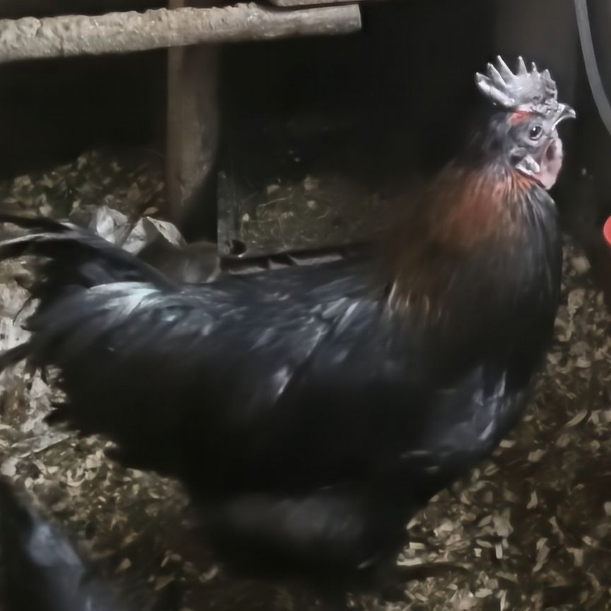 Молодые петухи