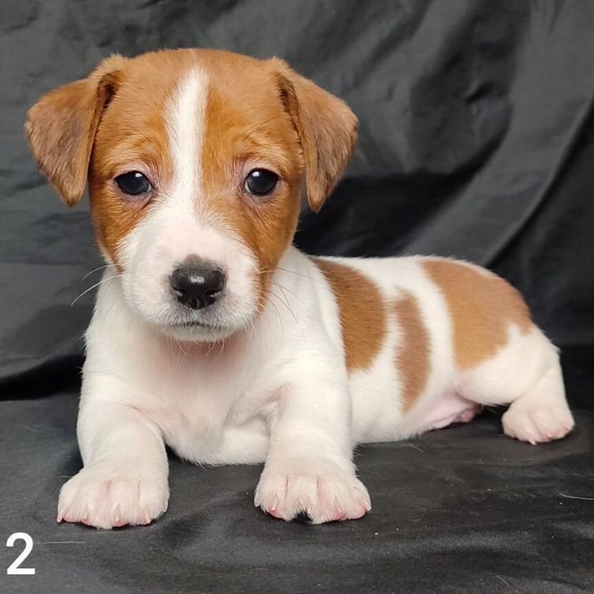 Джек-рассел-терьер, щенок