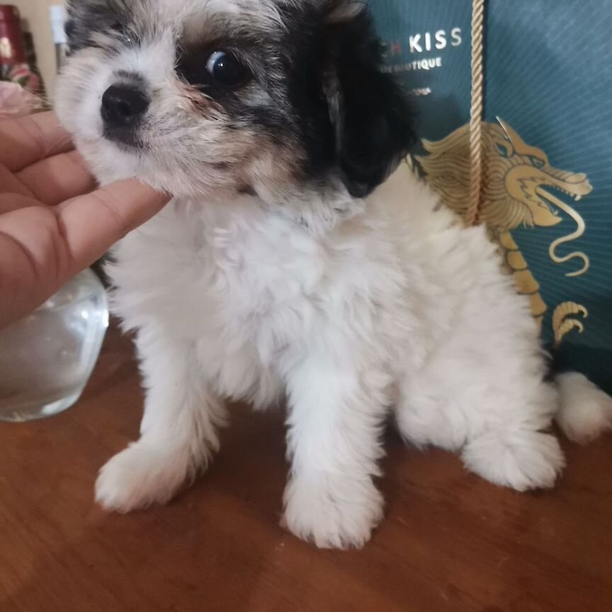 Малыш мальтипу пандочка