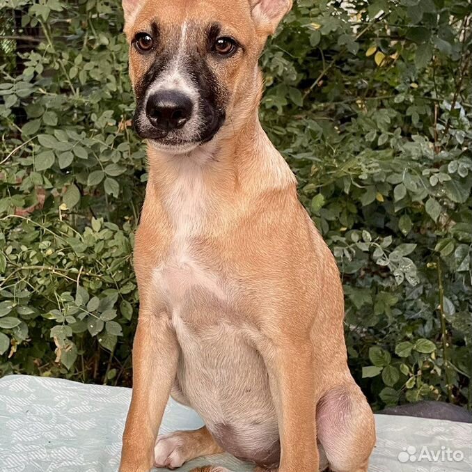 Ксолоитцкуинтли в шерсти (стандарт)