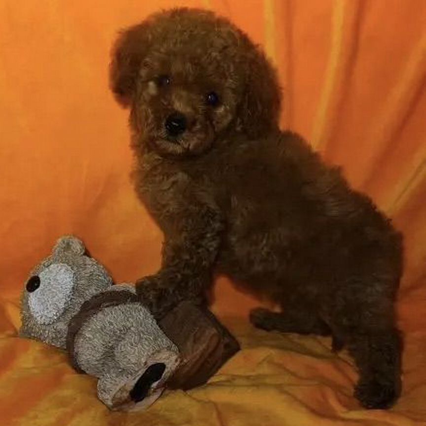 Той-пудель, щенок