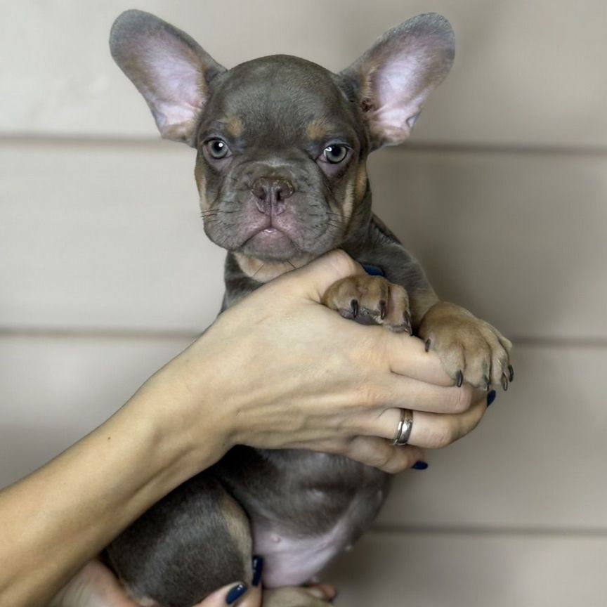 Французский бульдог, щенок