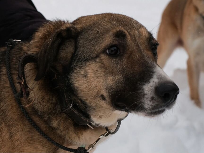 Собаки из приюта: молодая Теффи