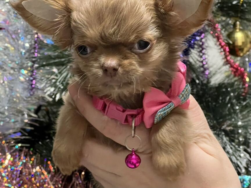 Щенки чихуахуа мальчики и девочка