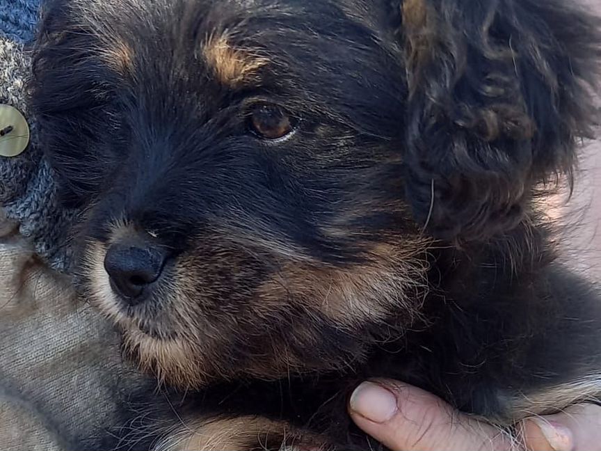 Собака в добрые руки отдам бесплатно