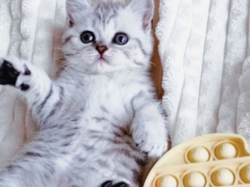 Британский плюшевый малыш